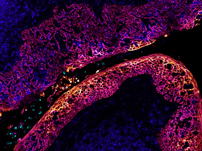 Optics & Photonics News - Home