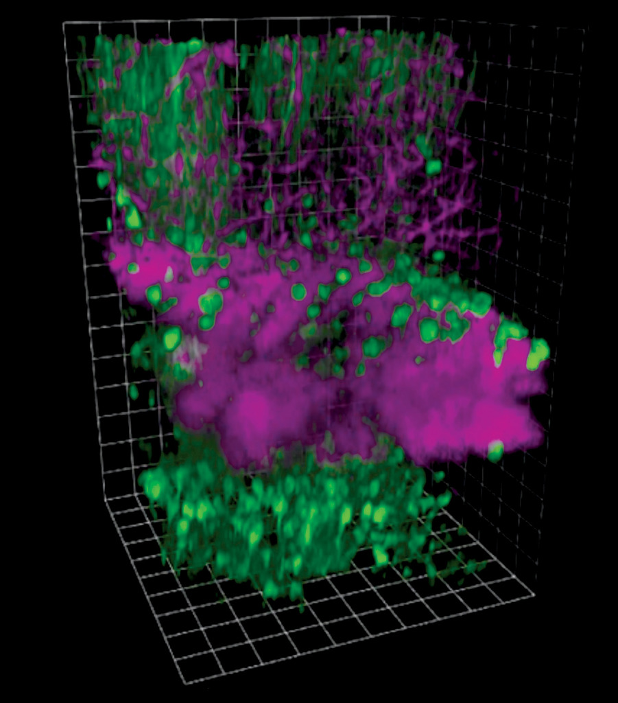 Optics & Photonics News - Deep Multiphoton Imaging