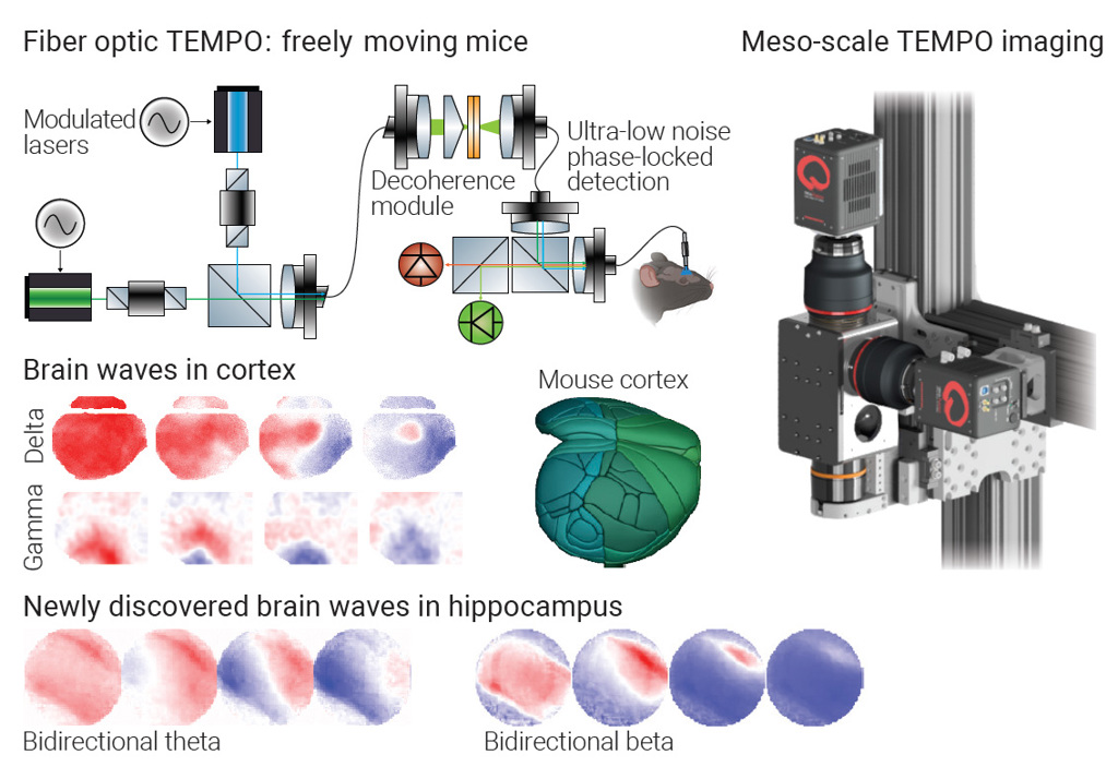 Optics & Photonics News - Brain Waves in Motion: Optics Captures ...