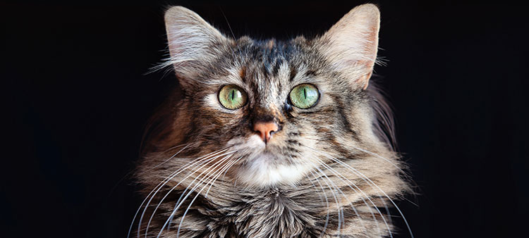 Optics & Photonics News - Home