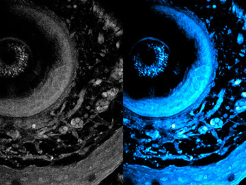 Optics & Photonics News - Home